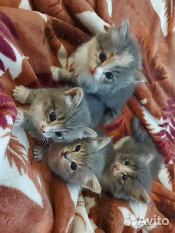 Милые котята