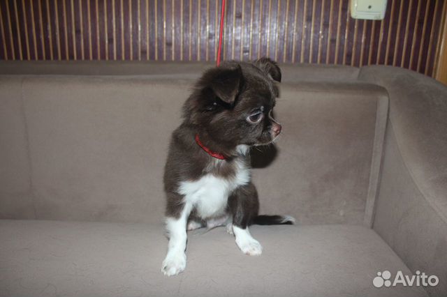 Щенок Чихуахуа дш