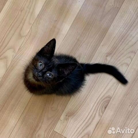 Котята в дар