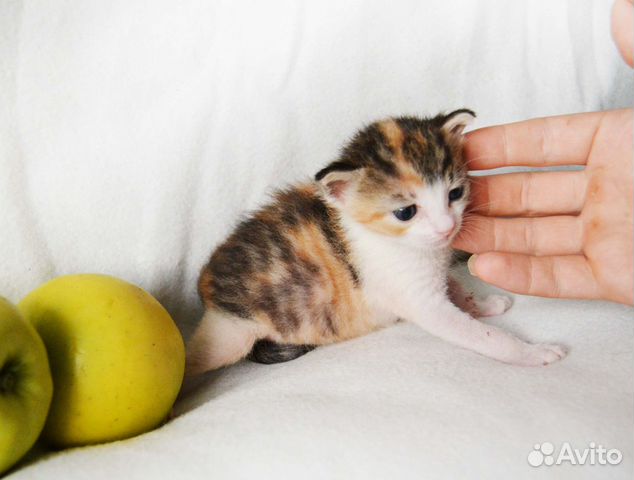 Котёнок Мими