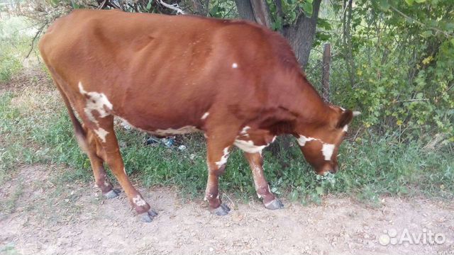 Первотелка