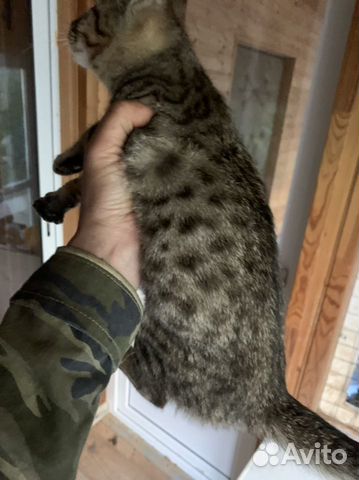 Саванна котенок ждет