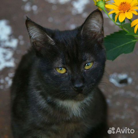 Котëнок Карамелька ищет дом