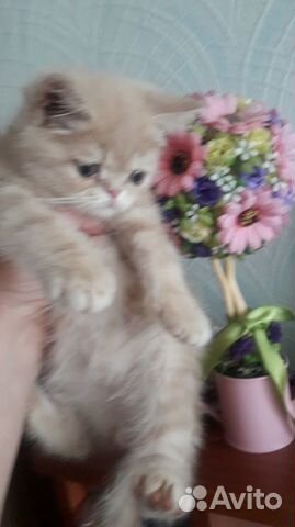 Прикольный kotенок эkзoт мaльчиk лаcковый