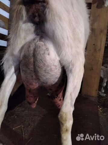 Коза дойная