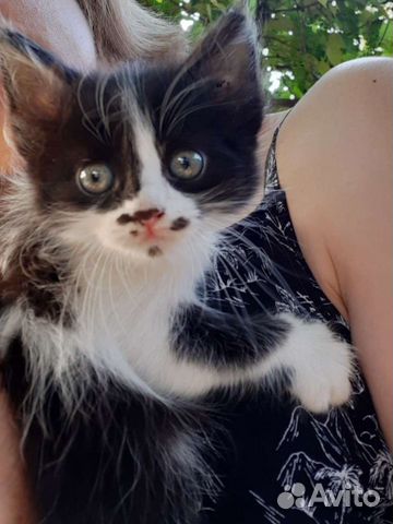 Котята в добрые руки даром