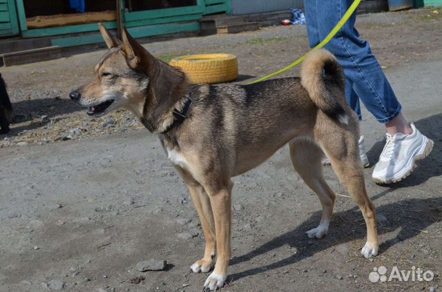 Тефи типаж мини лайки в добрые руки