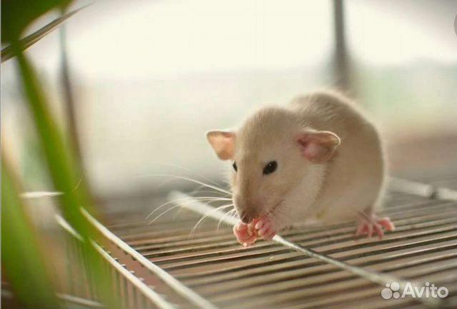 Крысята дамбо бесплатно