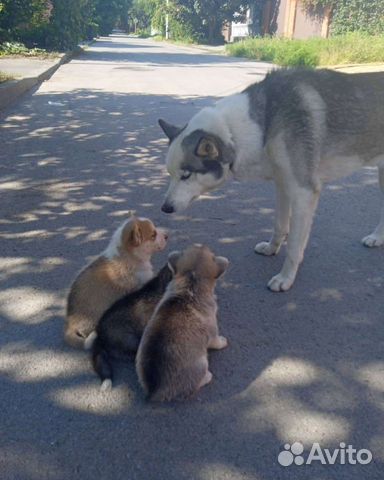 Хаски+ овчарка