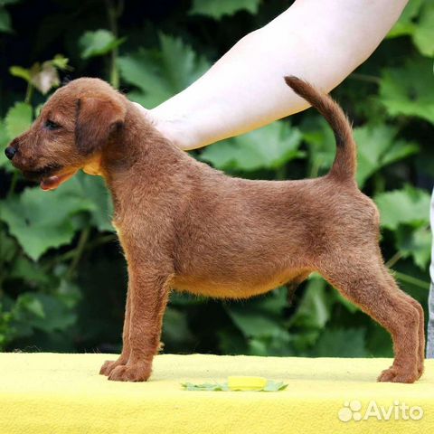 Ирландский терьер