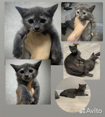 Кошечка девочка