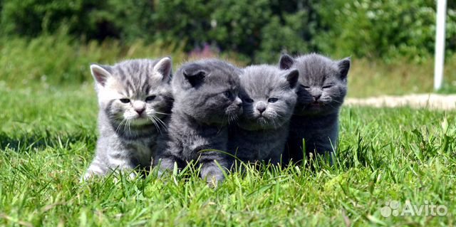 Продаются шотландские вислоухие котята