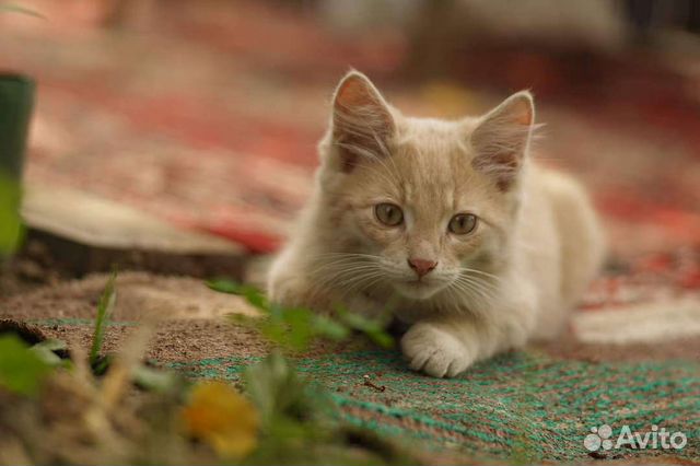 Кошки в добрые руки бесплатно