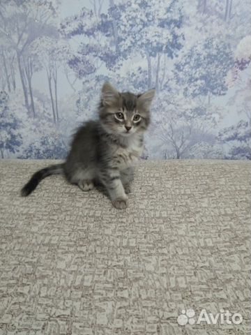Котик в добрые руки