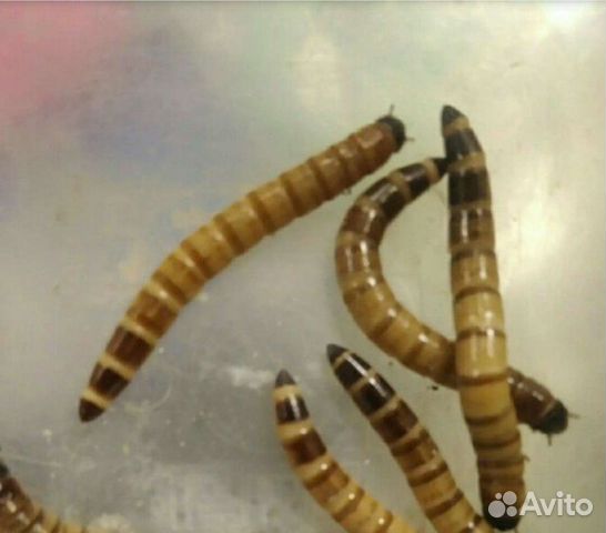 Зоофобас и мраморные тараканы