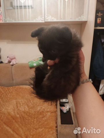 Шотландские котята