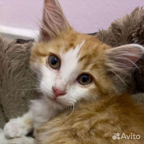 Тигр комнатный, ласковый. Котенок Левушка