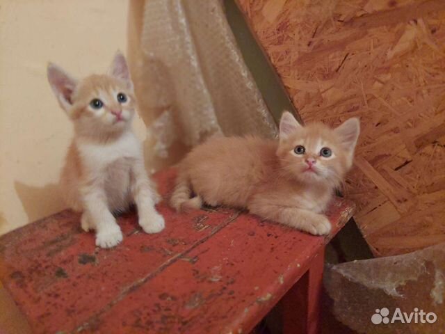 Отдадим чудесных котят в хорошие руки