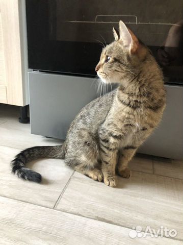 Кошка