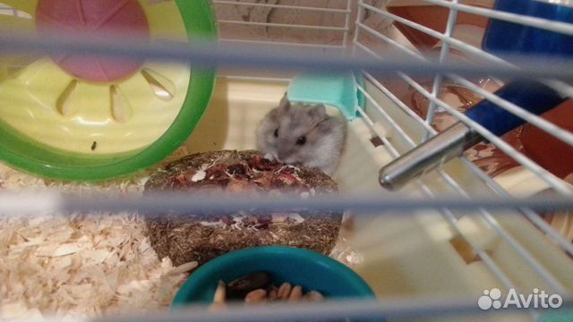 Отдам хомяка