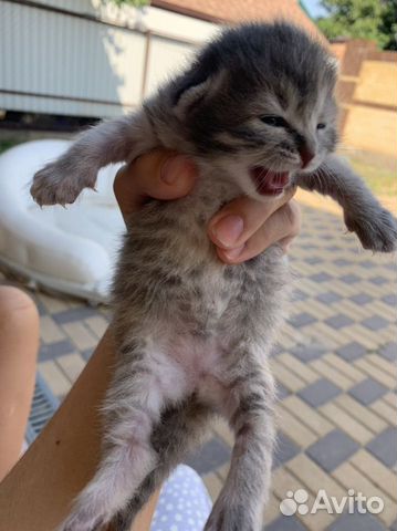 Котята