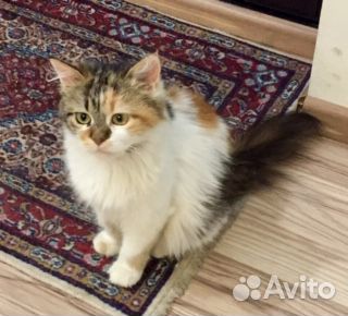 Нежная кошечка Бэтти в Дар Хорошим людям