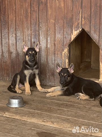 Щенки восточноевропейской овчарки