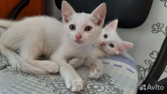 Котики ищут дом