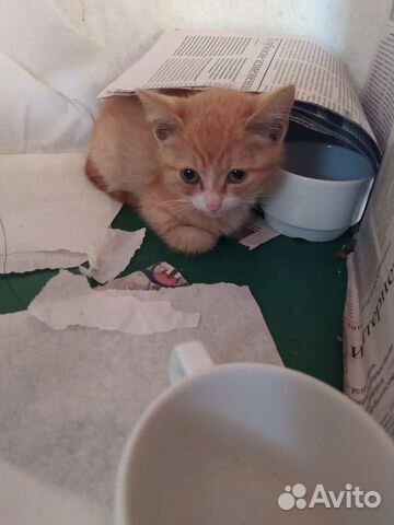 Очень нужен дом