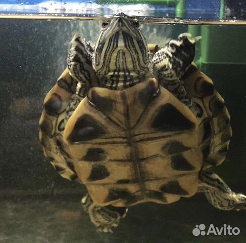 Вилка - Черепаха Красноухая