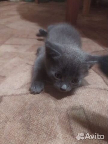 Котята в добрые руки бесплатно