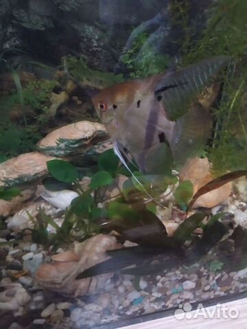 Рыбки скалярии