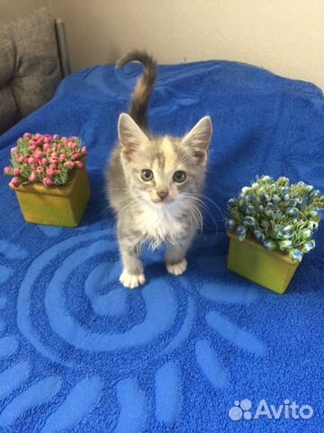 Кошечка голубого окраса 1,5 месяца