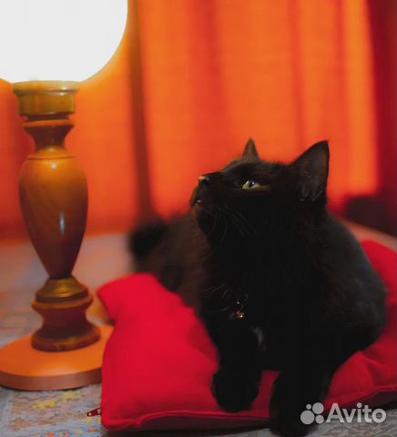 Кот в хорошие руки