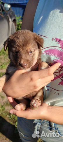 Щенки мальчики от маленькой мамы