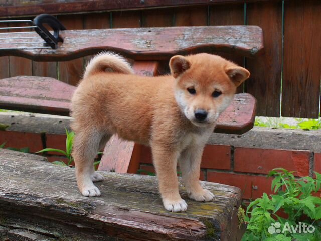 Сиба ину щенки, 2 мес