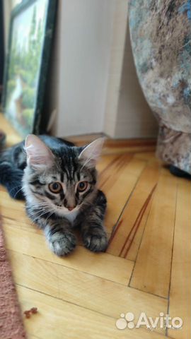 Котик (3,5 месяца) на радость