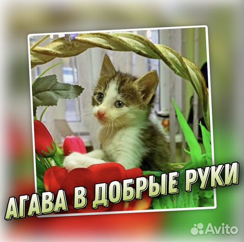 Агава в добрые руки