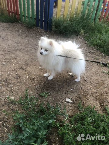 Немецкий шпиц вязка