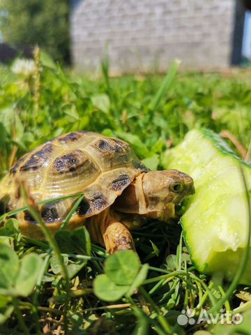 Черепашонок среднеазиадской черепахи