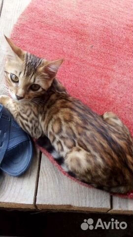 Бенгальское чудо