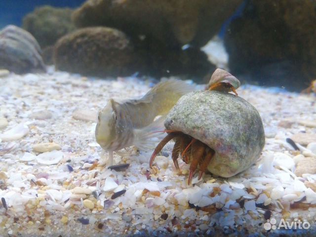 Раки отшельники, крабы, креветки, рыбы