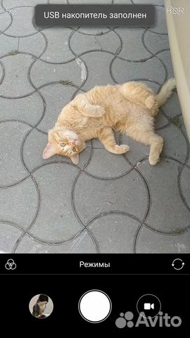 Котик рыжий кастрированный, очень ласковый и игрив
