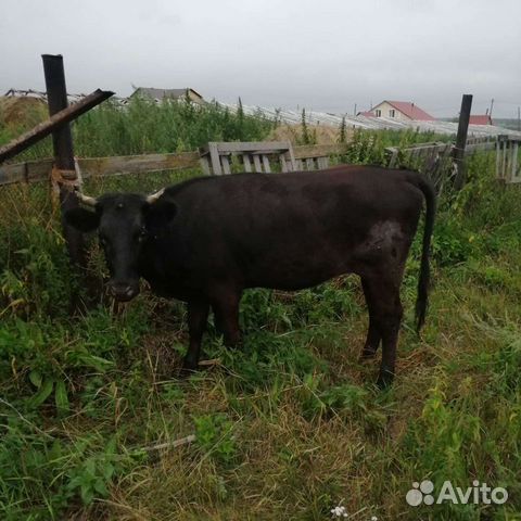 Тёлка 1.5 года