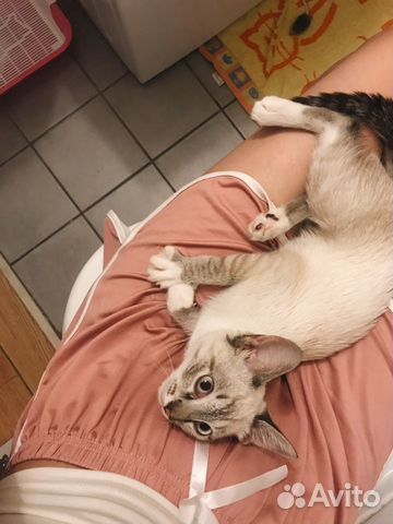 Кошка девочка