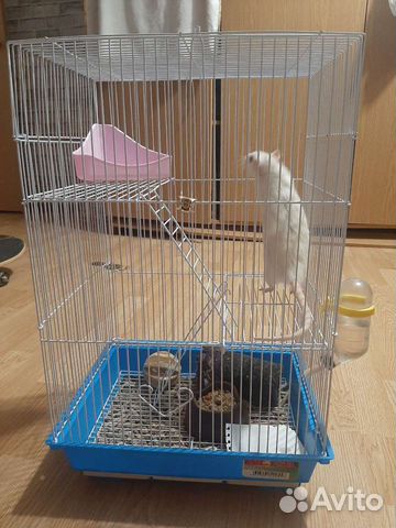 Белая крыса с клеткой