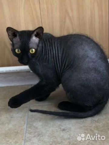 Сфинкс кот