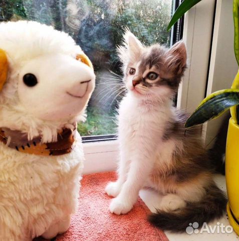 Котенок Лилу ищет семью