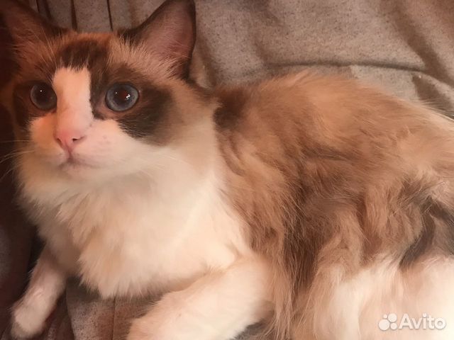 Котята породы рэгдолл, мальчик (остался один)