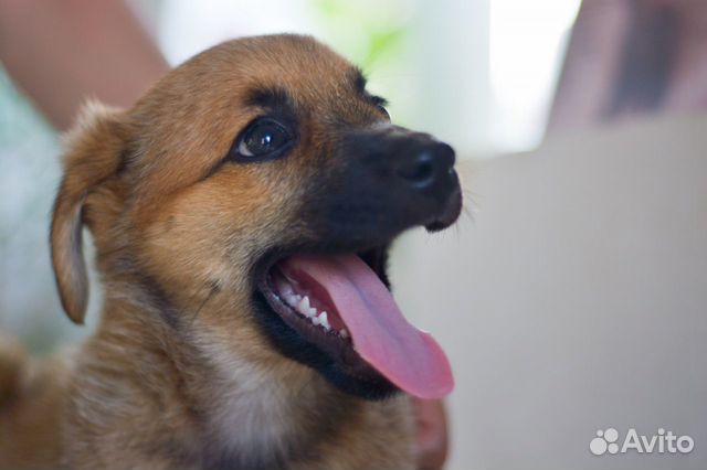 Забавный Тимка